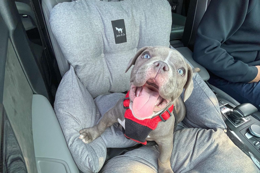 Jacko & Co® | Premium Dog Car Seats, Apparel & Accessories – Jacko & Co