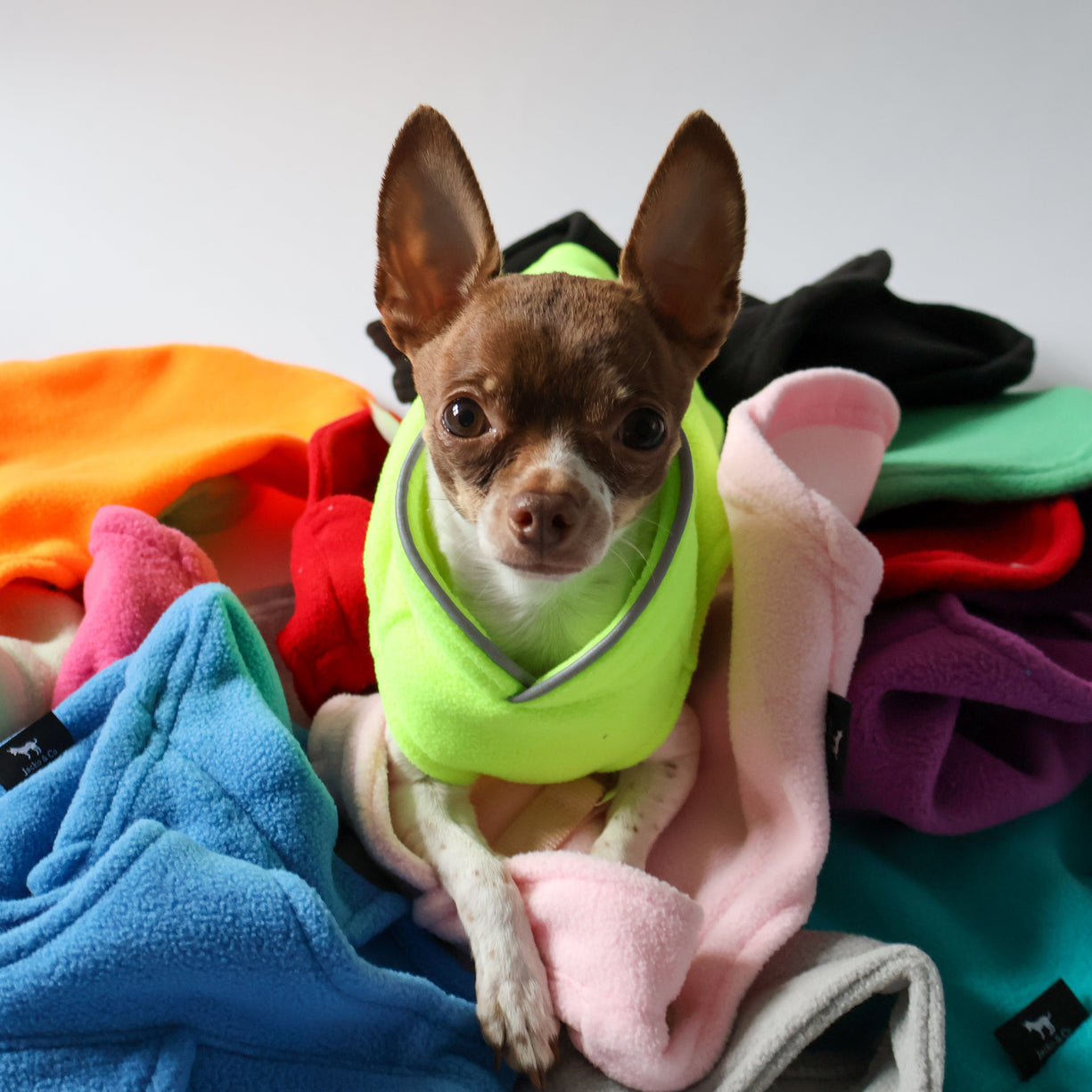 Jacko & Co® | Premium Dog Car Seats, Apparel & Accessories – Jacko & Co