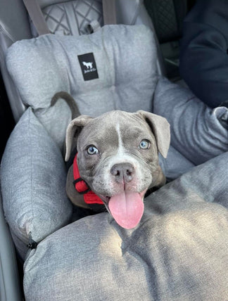 Jacko & Co® Premium Dog Car Seat – Jacko & Co