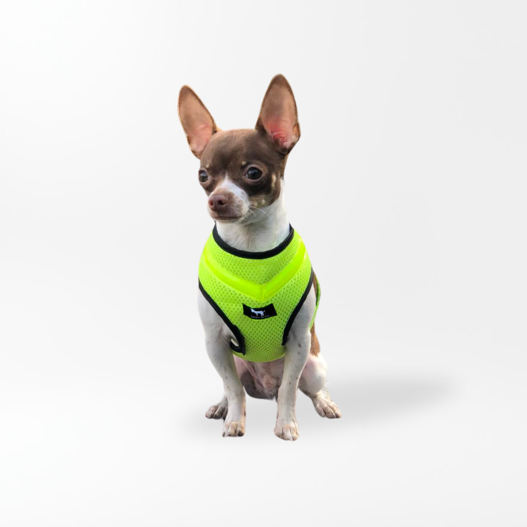 Jacko & Co® | Premium Dog Car Seats, Apparel & Accessories – Jacko & Co